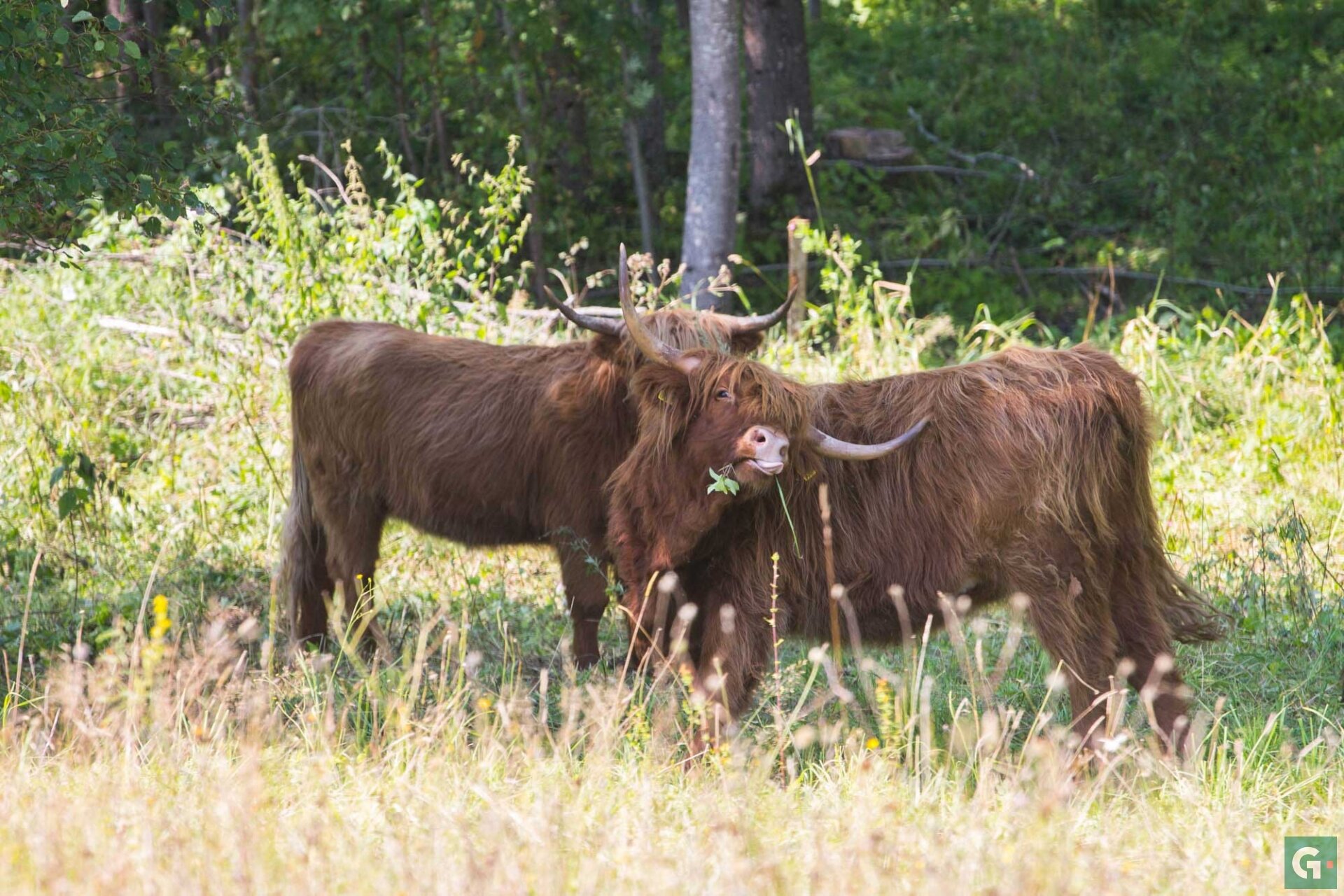 Visitgulbene | Motorparks “Dimanti”