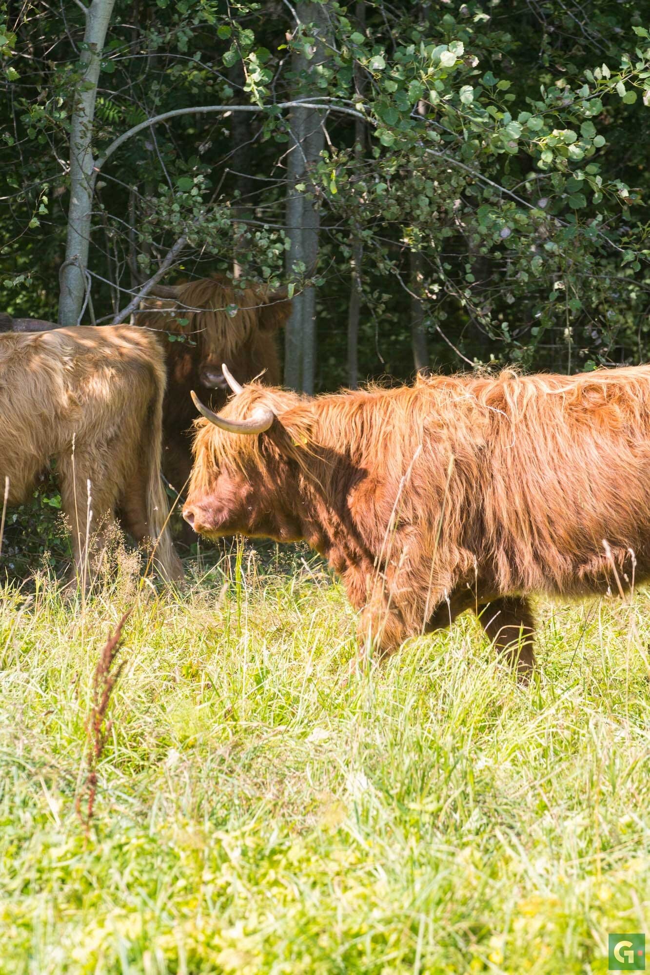 Visitgulbene | Motorparks “Dimanti”