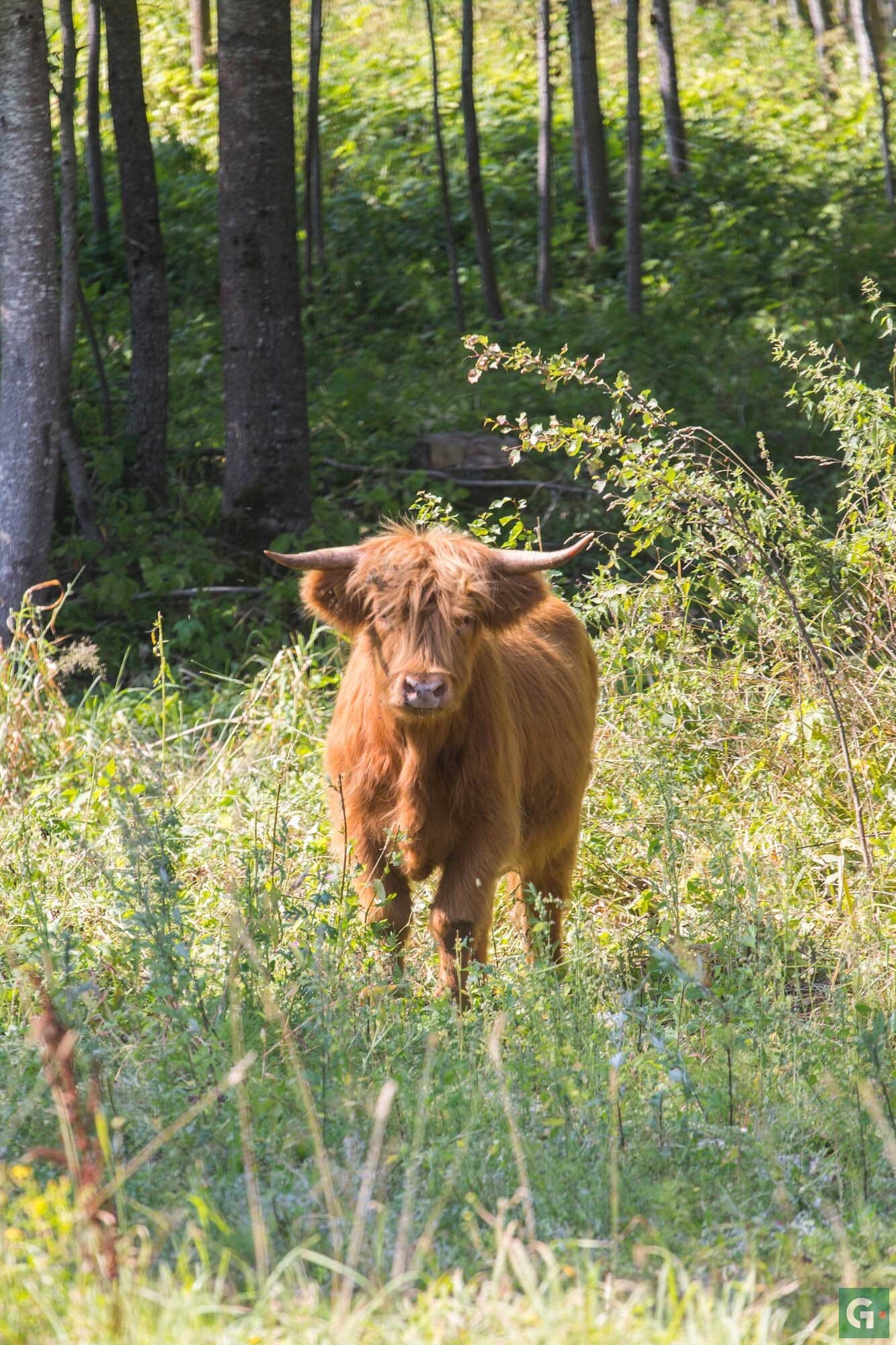 Visitgulbene | Motorparks “Dimanti”